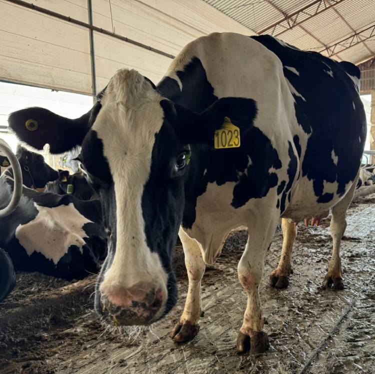 Startup disponibiliza 'vaca tokenizada' como garantia em crédito rural ...